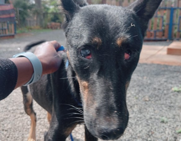 Latasha: Pet of the Week