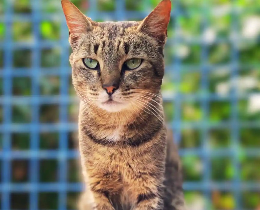 Felista: Pet of the Week